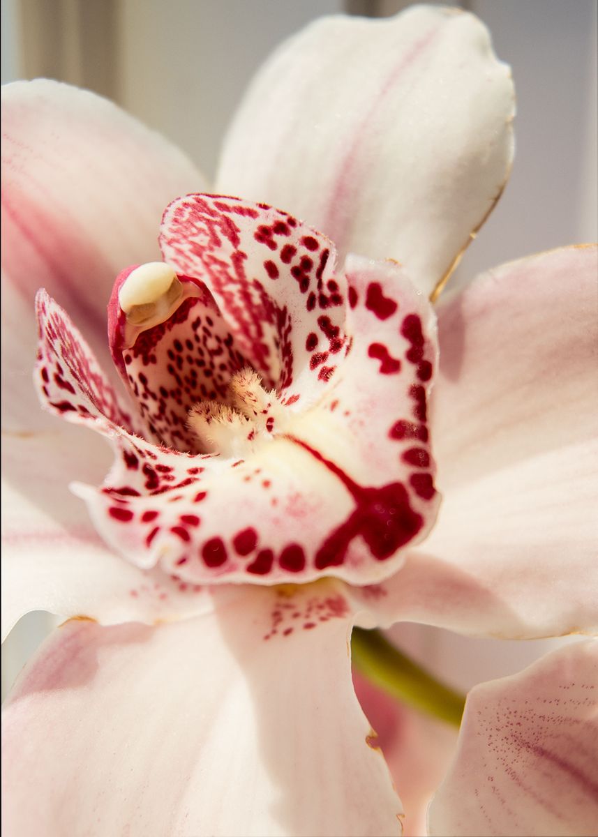 'Blooming' Poster, picture, metal print, paint by BraveHeart ...