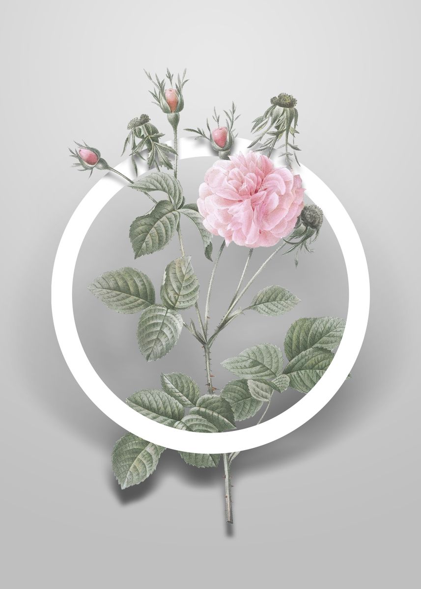 'Pink Agatha Rose Flower' Poster, picture, metal print, paint by Holy ...