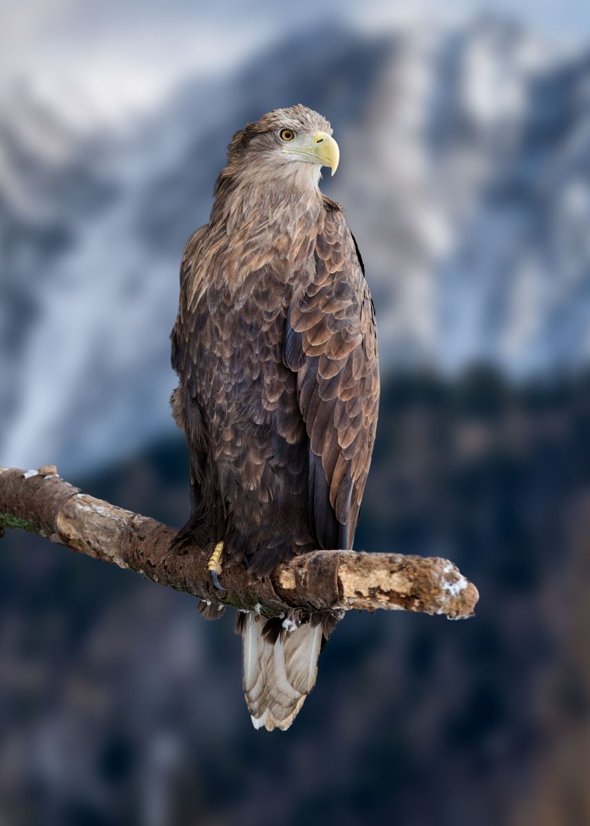 'Hawk' Poster, picture, metal print, paint by Volodymyr Burdiak | Displate