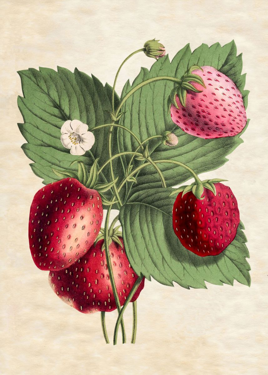 'VINTAGE STRAWBERRIES' Poster, picture, metal print, paint by Atomic ...