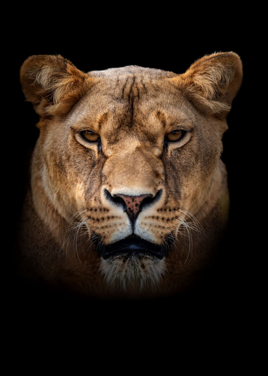 'Lion portrait' Poster, picture, metal print, paint by Byrdyak | Displate