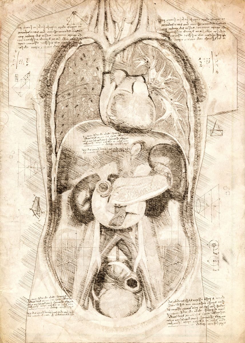 'Human Anatomy Organs' Poster, picture, metal print, paint by Cornel ...