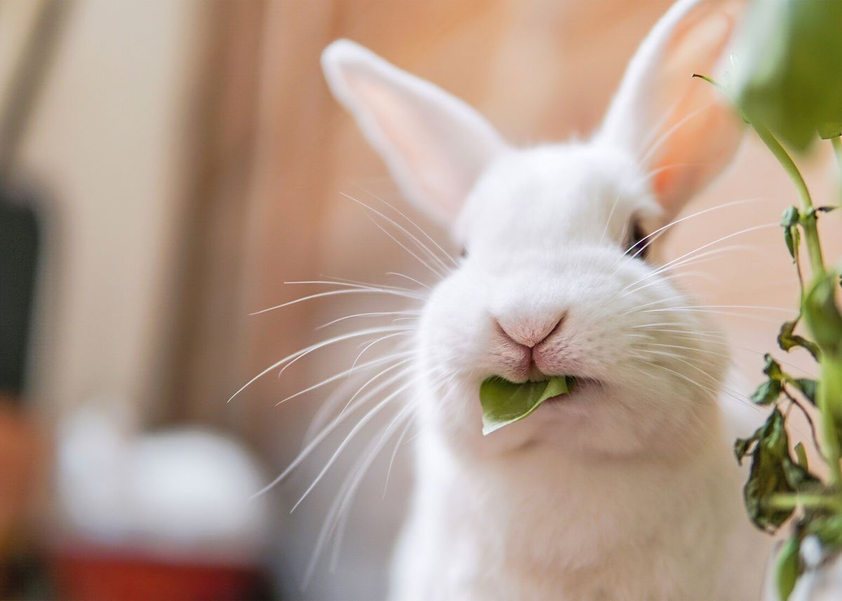 'Chewing Bunny Poster' Poster by Grimes Brown | Displate