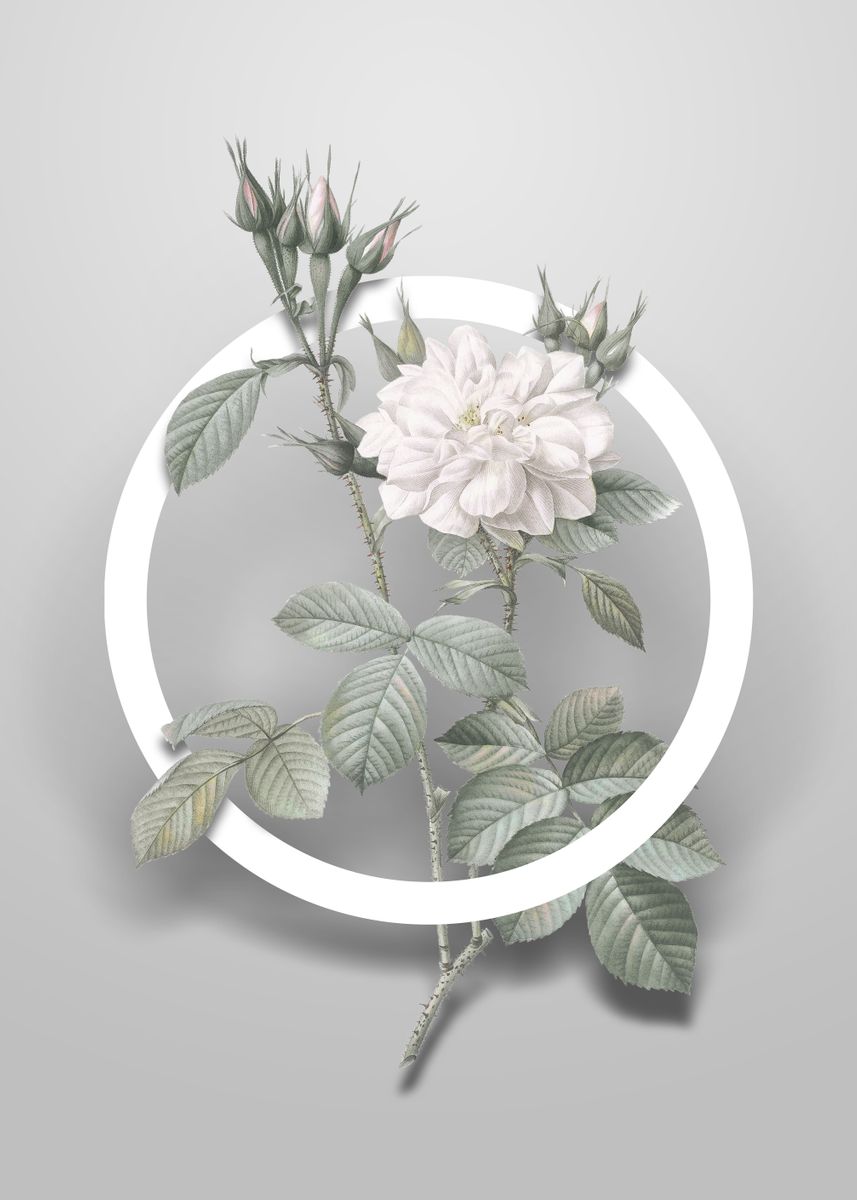 'Autumn Damask Rose Flower' Poster by Holy Rock Design | Displate