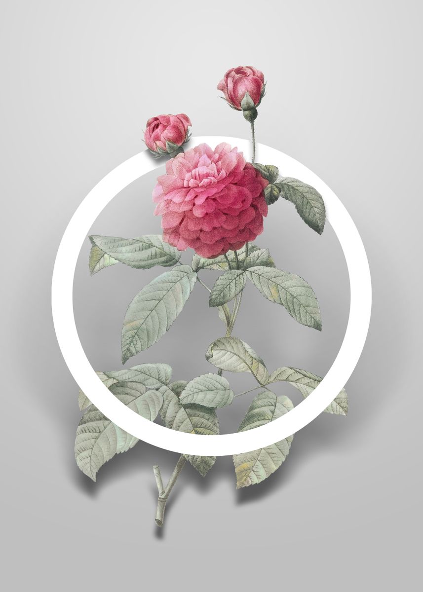'Agatha Rose in Bloom Art' Poster, picture, metal print, paint by Holy ...