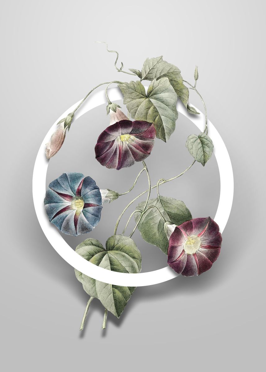 'Morning Glory Flower Art' Poster, picture, metal print, paint by Holy ...