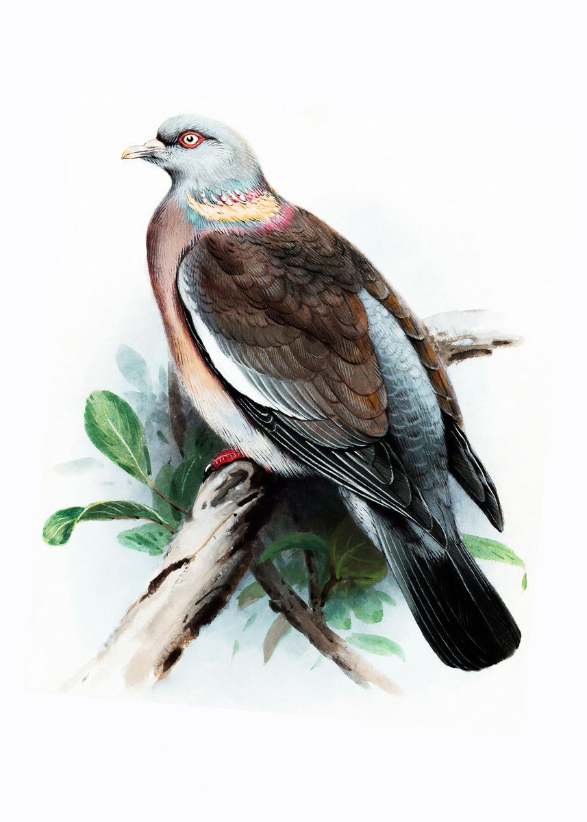 'Wood Pigeon Print' Poster, picture, metal print, paint by Rockett ...