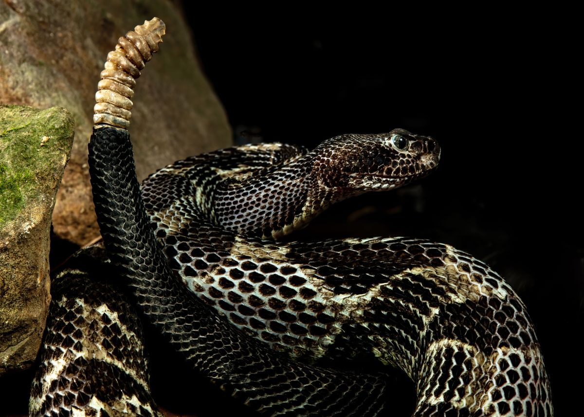 'Shadowy Timber Rattler ' Poster by Joe OConnell | Displate