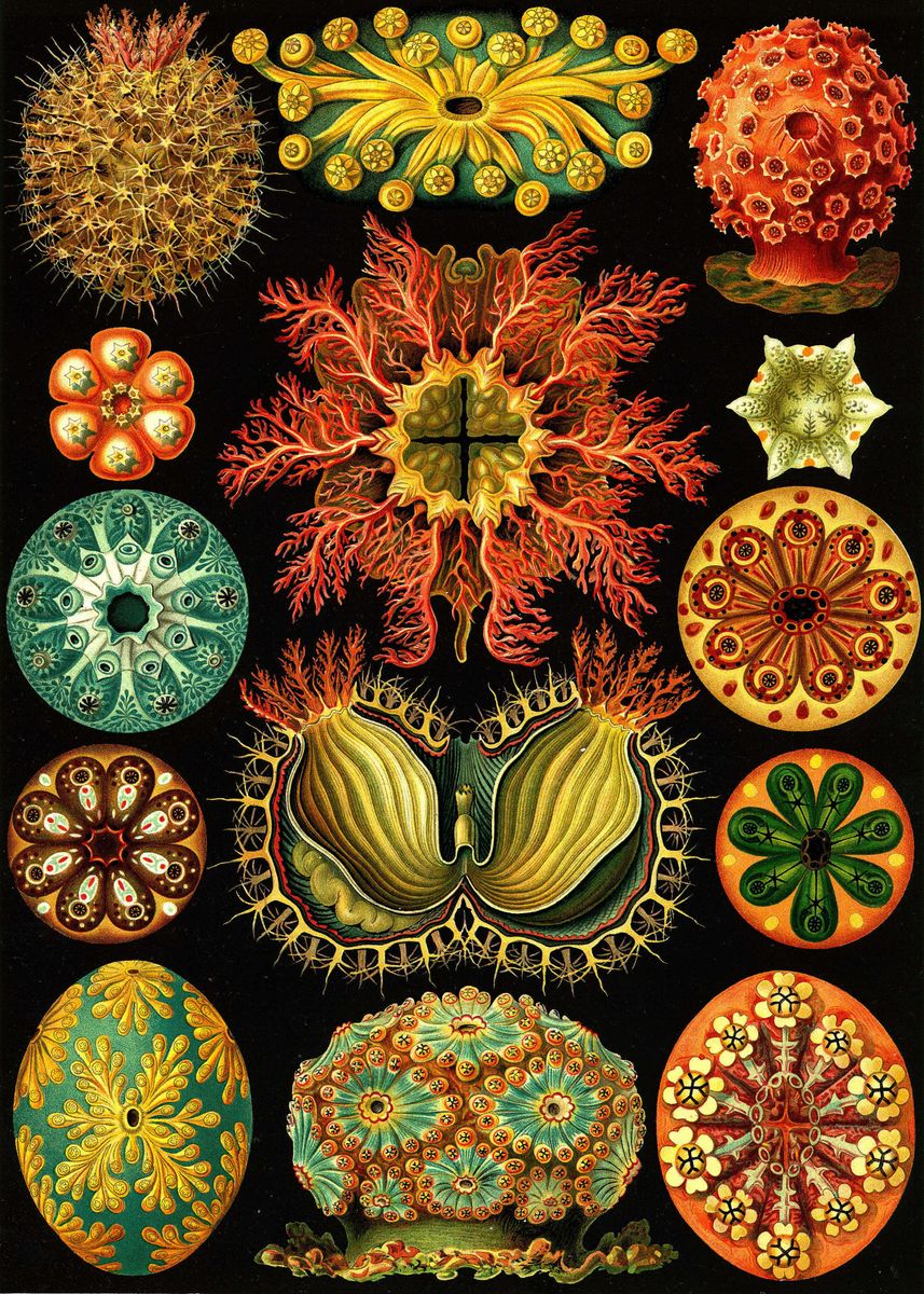 'Art Forms in Nature' Poster, picture, metal print, paint by Portokalis ...