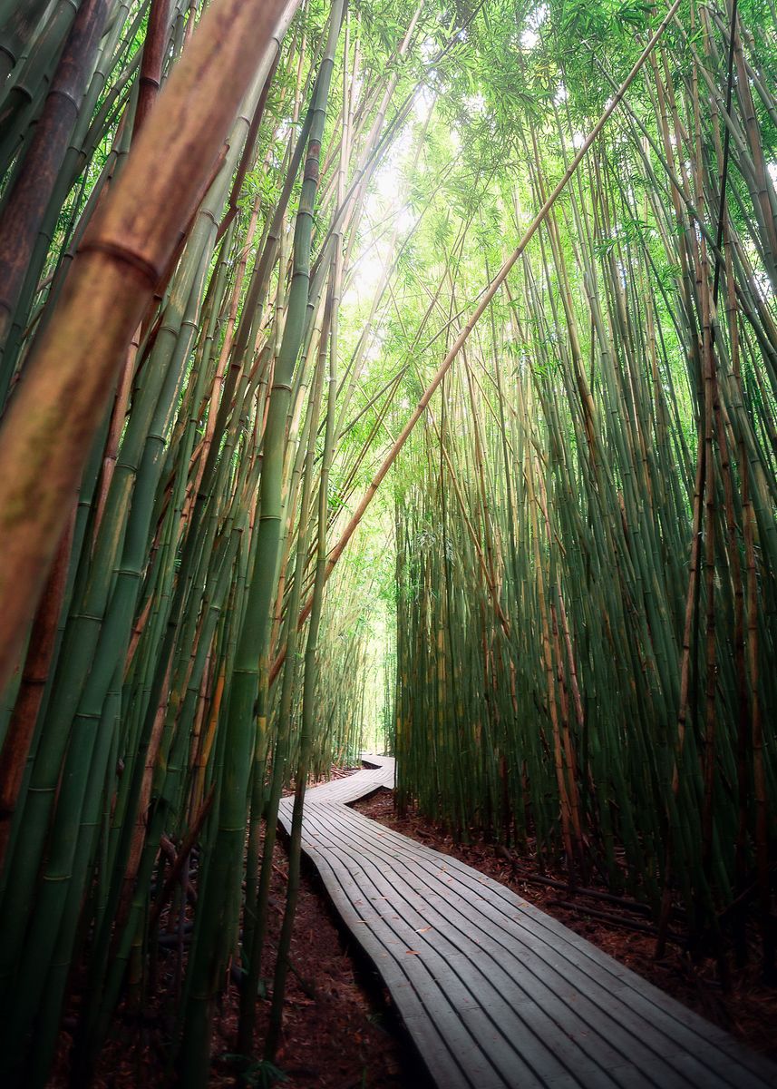'Hawaiian Bamboo Forest' Poster by Tim Philippus | Displate