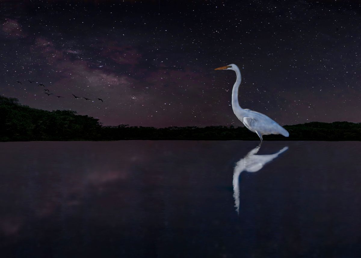 'Egret at Night 2' Poster by Katie Flenker | Displate