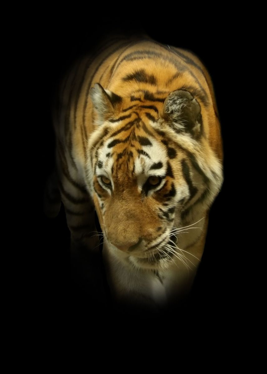 'Tiger in the dark' Poster, picture, metal print, paint by Gyula ...