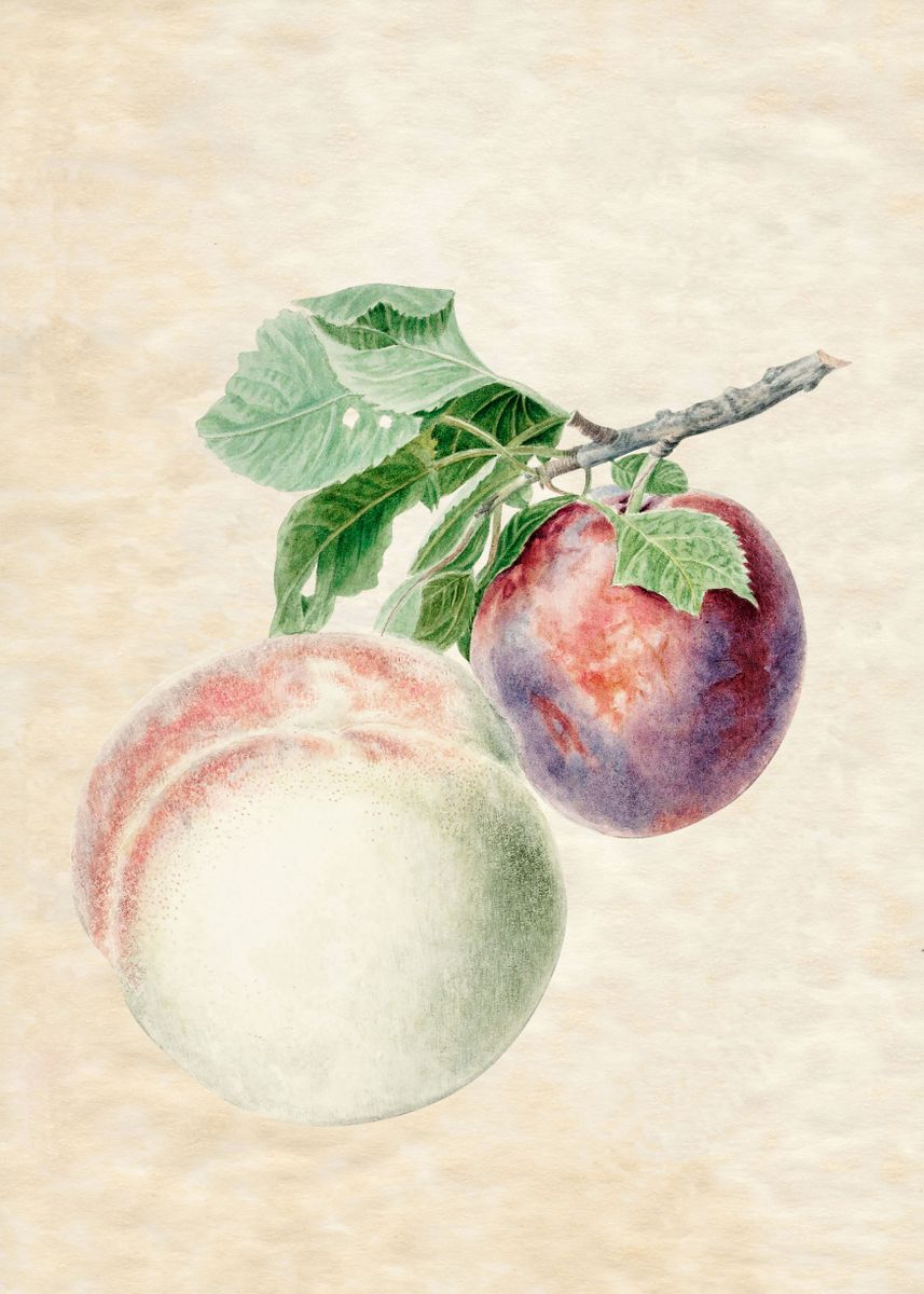 'PEACH WHITE VINTAGE' Poster, picture, metal print, paint by Atomic ...