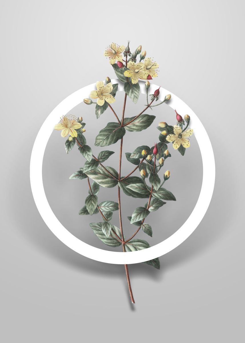 'Stinking Tutsan Flower Art' Poster, picture, metal print, paint by ...