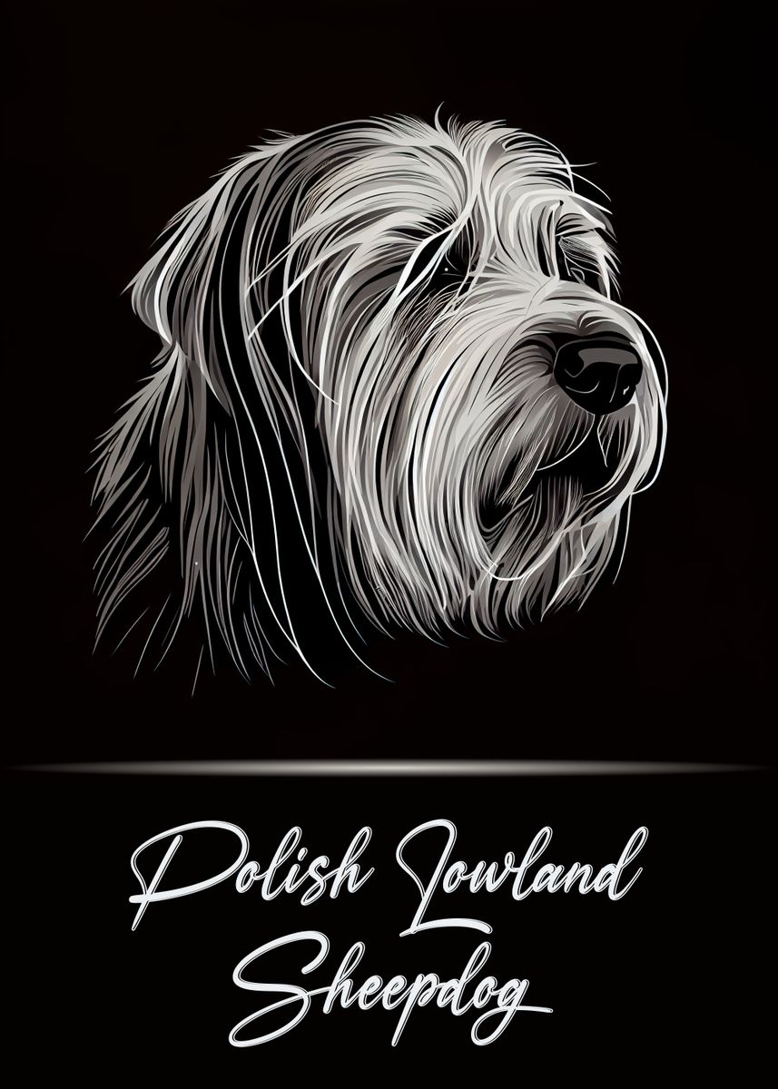 'Polish Lowland Sheepdog' Poster, picture, metal print, paint by ...