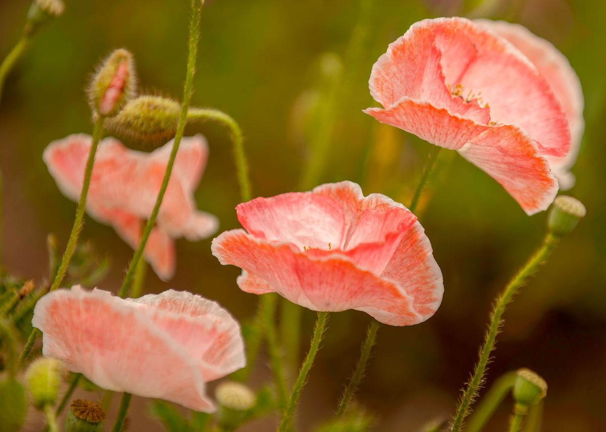 'Flowert' Poster by Gouzel Liddle | Displate