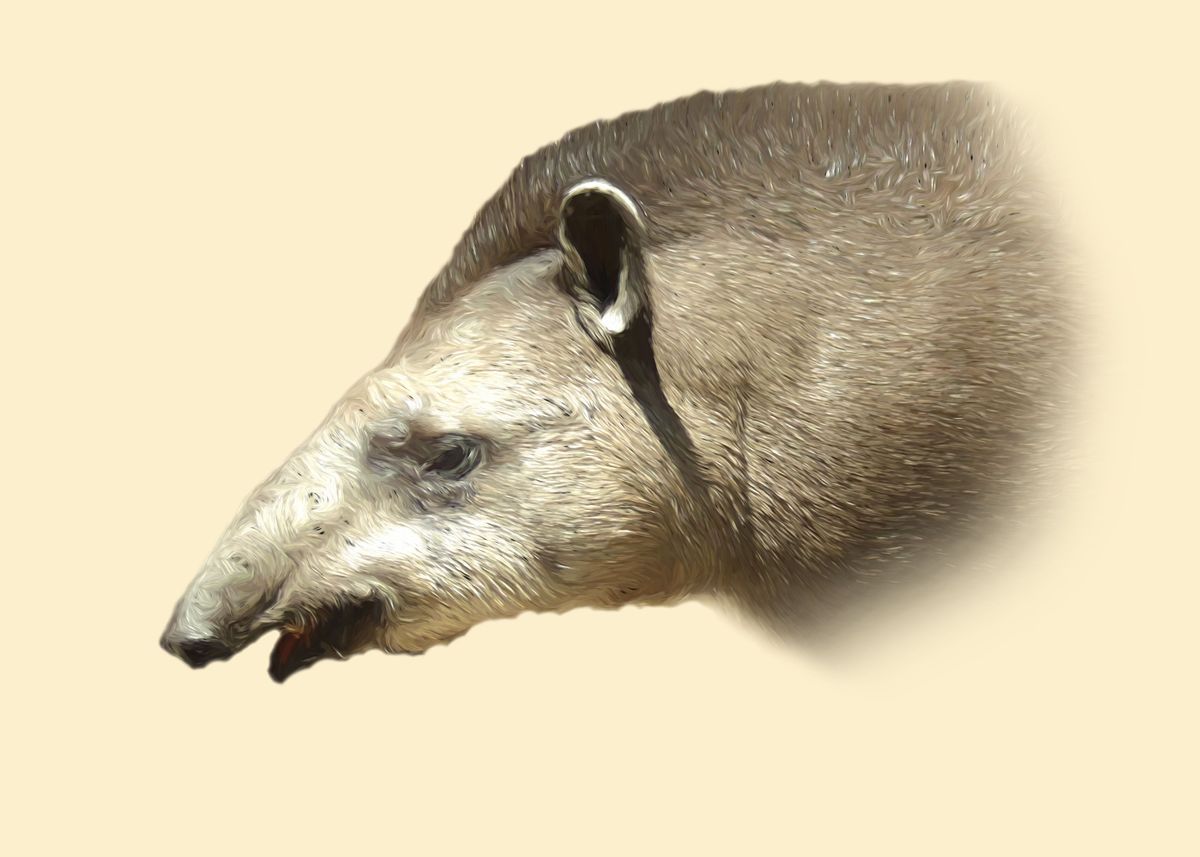 'Tapir portrait' Poster by Gyula Gvardián | Displate