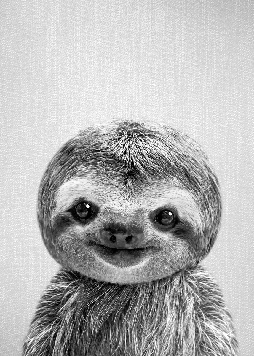 'Baby Sloth BW' Poster, picture, metal print, paint by Gal Design ...