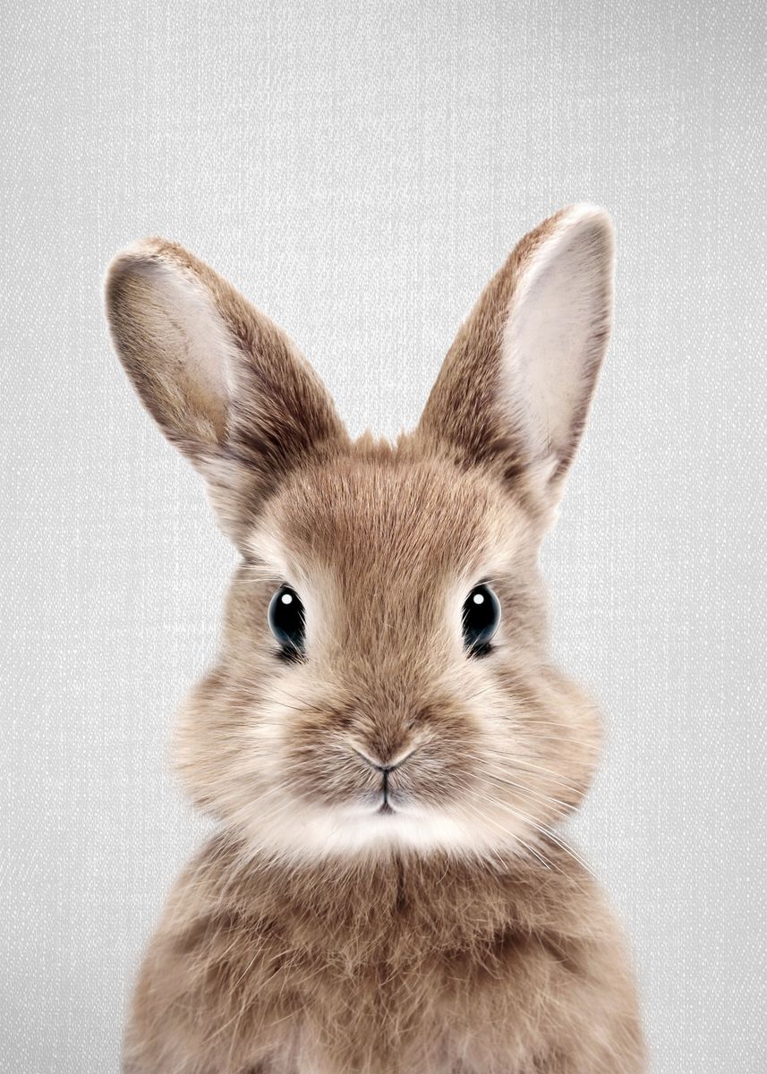 'Baby Rabbit Colorful' Poster, picture, metal print, paint by Gal ...