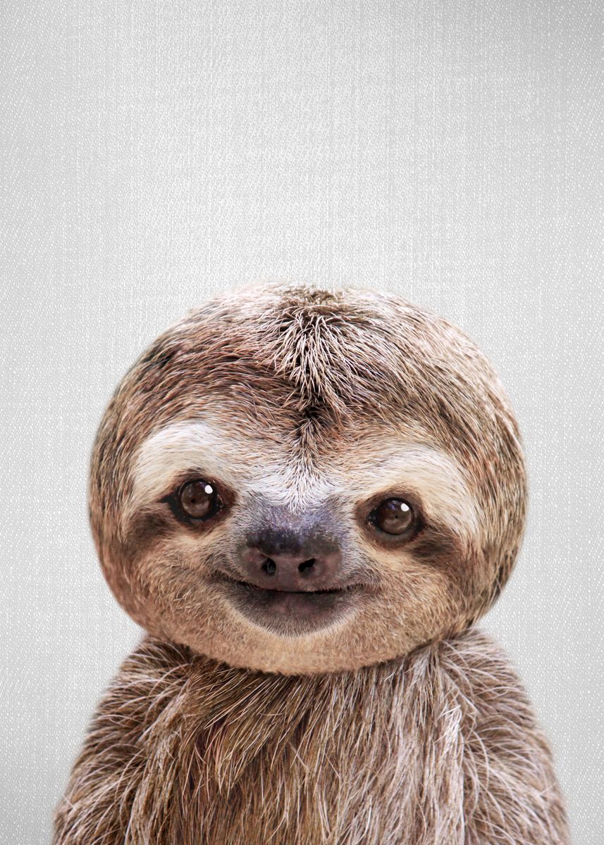 'Baby Sloth Colorful' Poster, picture, metal print, paint by Gal Design ...