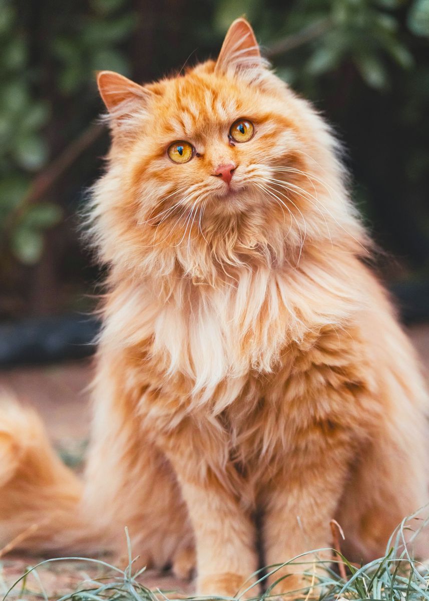 'Cat' Poster, picture, metal print, paint by DombaHitam Studio | Displate