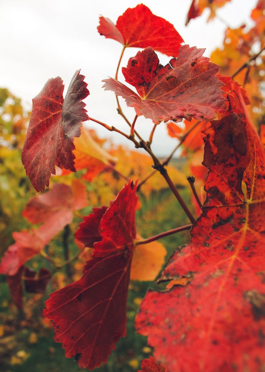 'vineyard leaf in autumn ' Poster by Hendrik Zahn | Displate