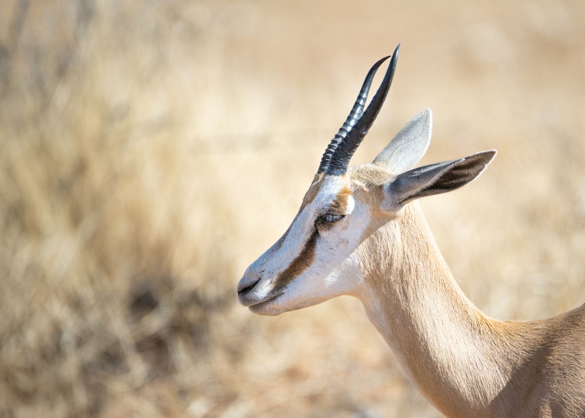 'Springbok portrait' Poster by Félix Furger | Displate