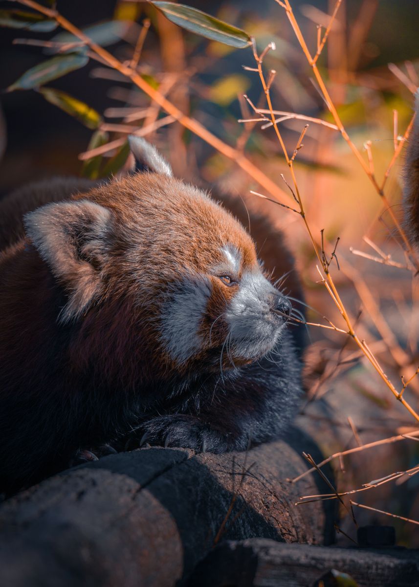 'Sleepy red panda' Poster, picture, metal print, paint by Anthony ...