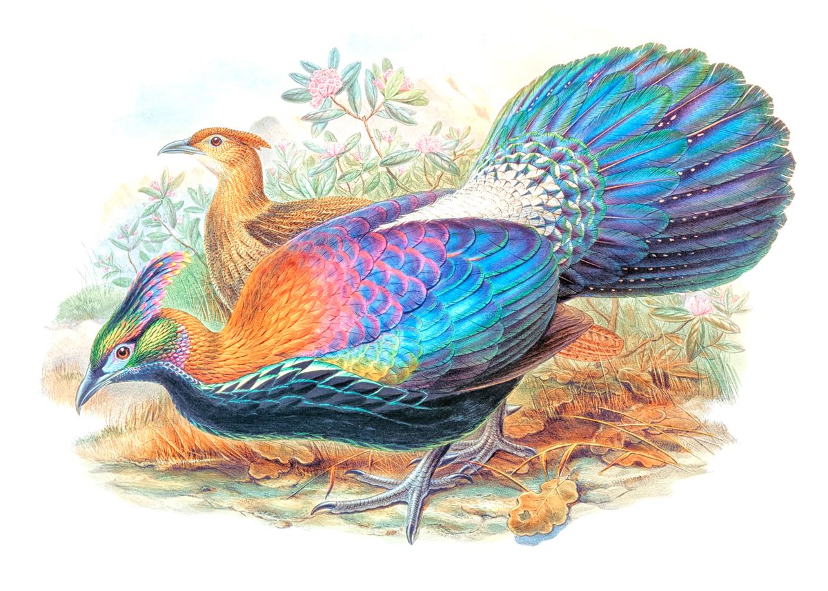 'Monal Himalayan Pheasant' Poster by Mango Art | Displate