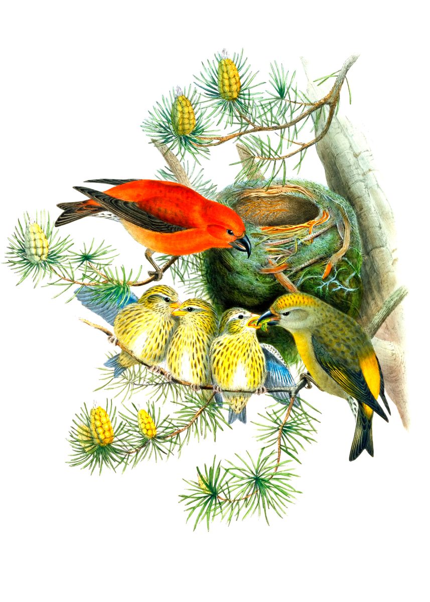 'Loxia Curvirostra' Poster, picture, metal print, paint by Mango Art ...