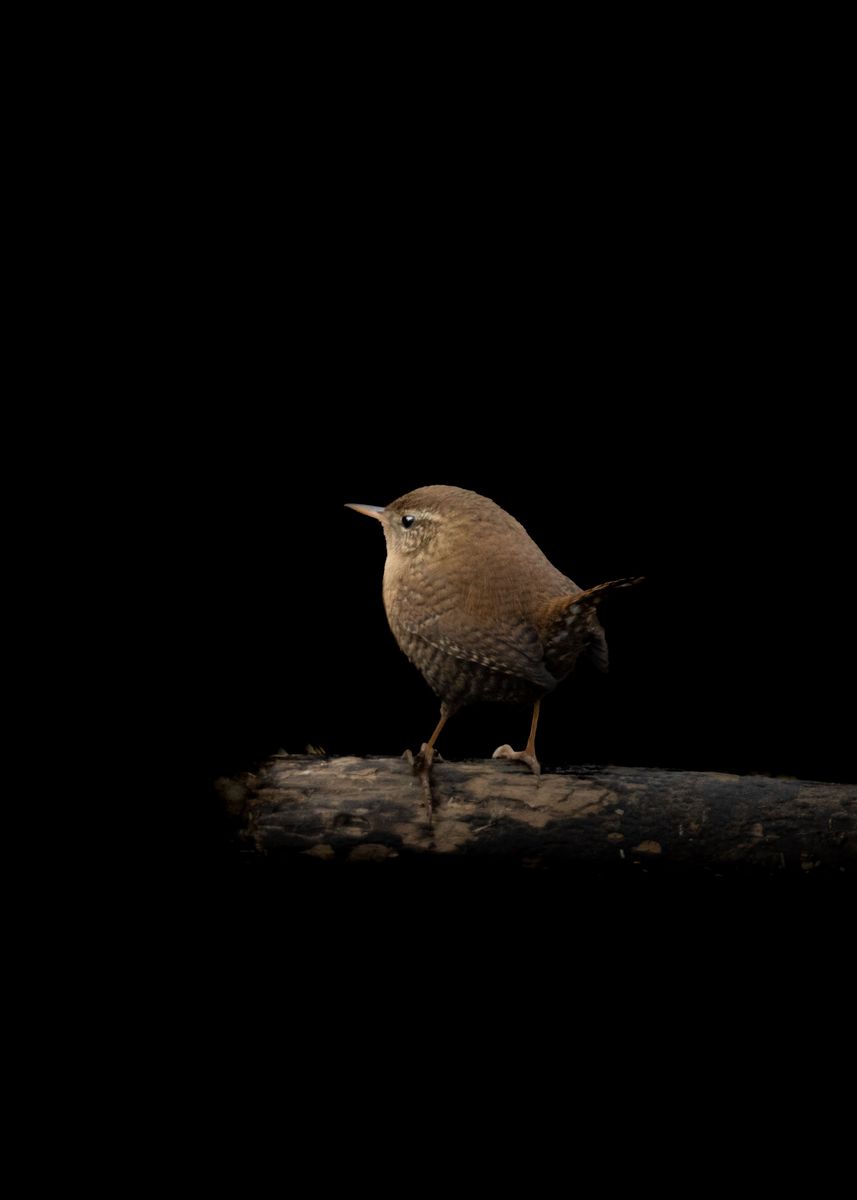 'Eurasian wren ' Poster, picture, metal print, paint by Anthony | Displate