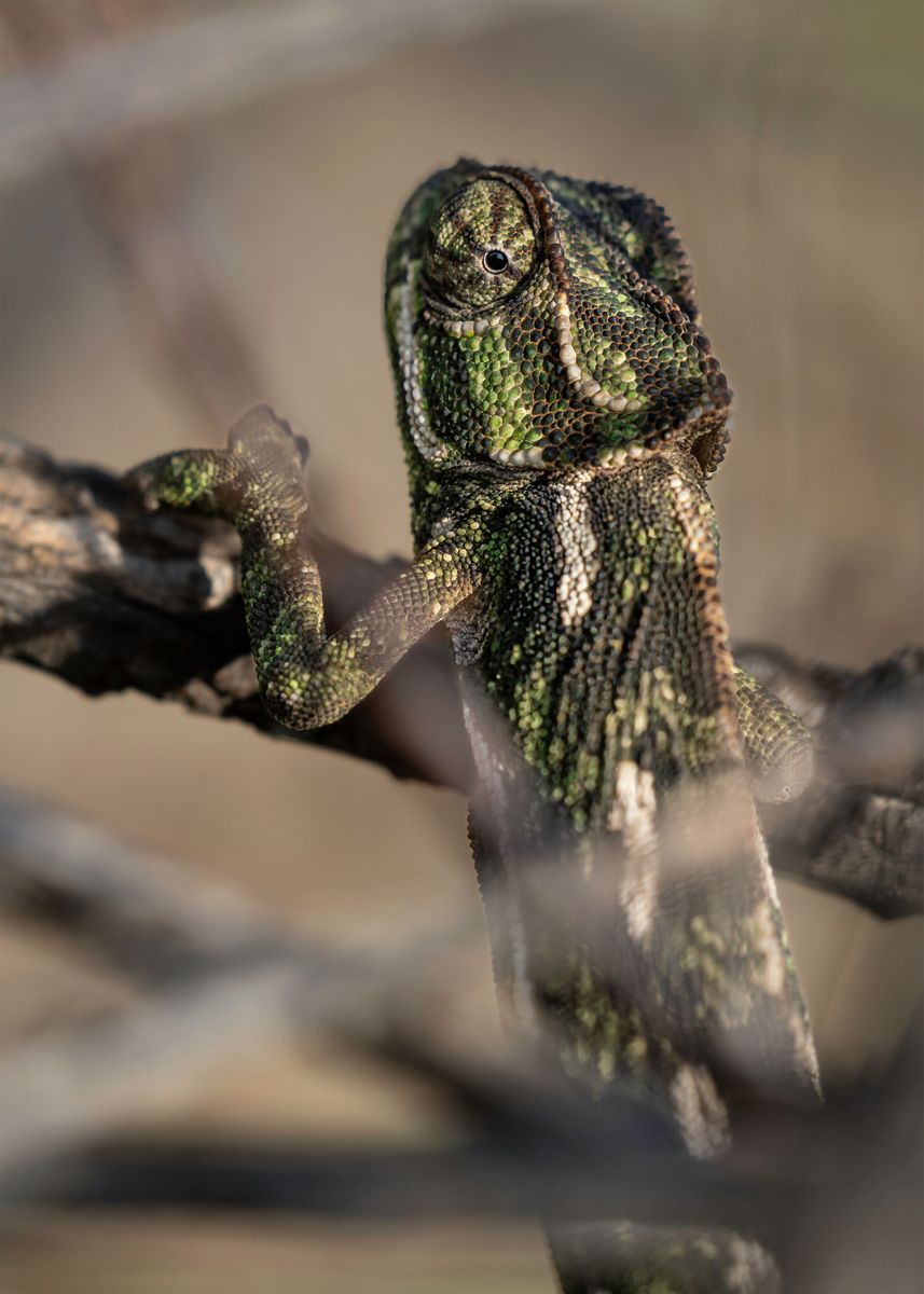 'Mediterranean Chameleon' Poster, picture, metal print, paint by ...