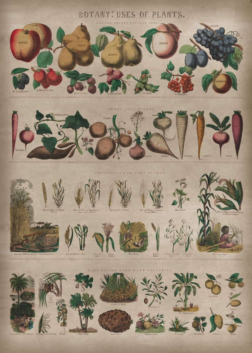 'Botany uses of plants' Poster, picture, metal print, paint by XandYart ...