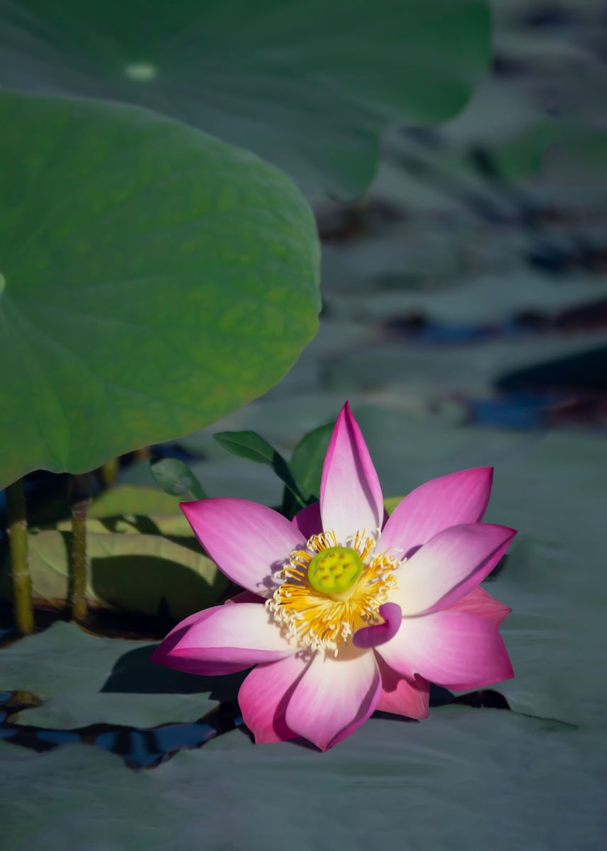 'lotus' Poster, picture, metal print, paint by HanPing Tseng | Displate