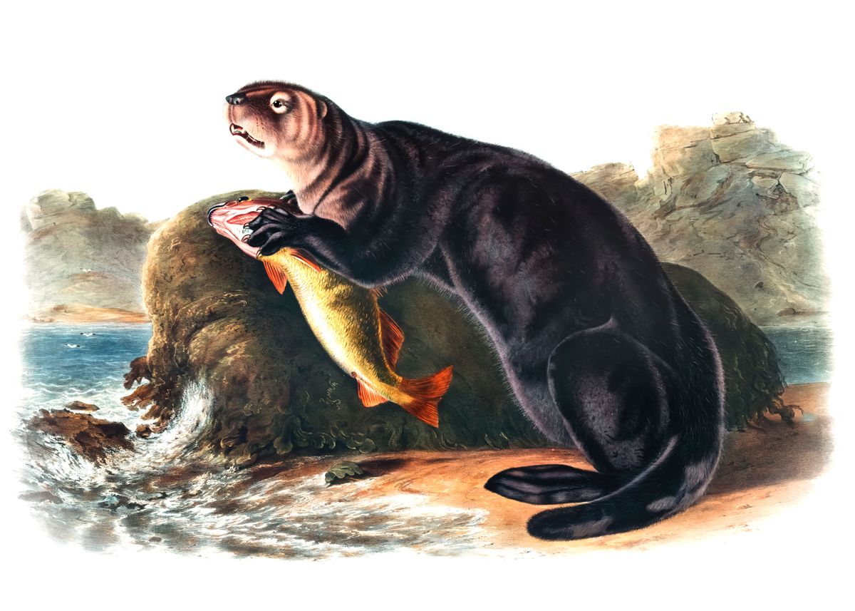 'Sea Otter ' Poster by Mango Art | Displate