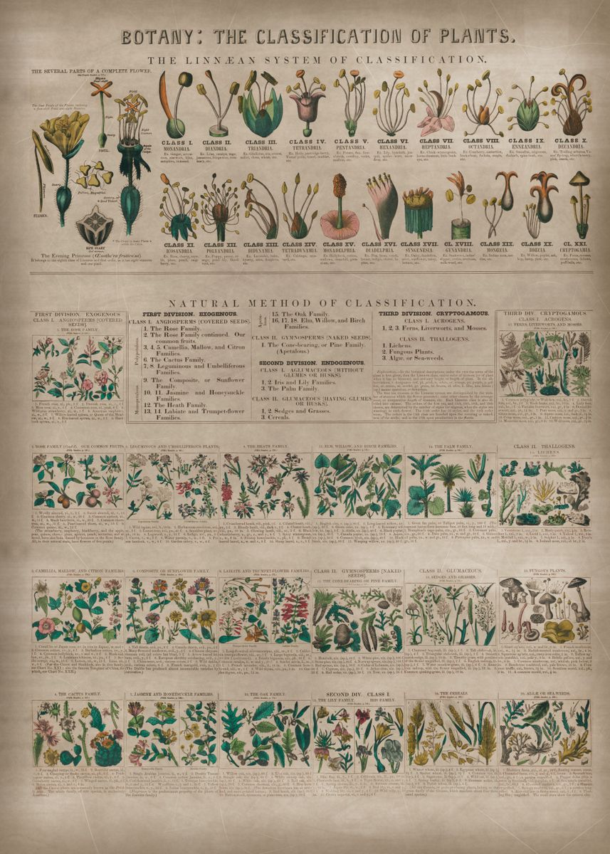 'Classification of plants' Poster, picture, metal print, paint by ...