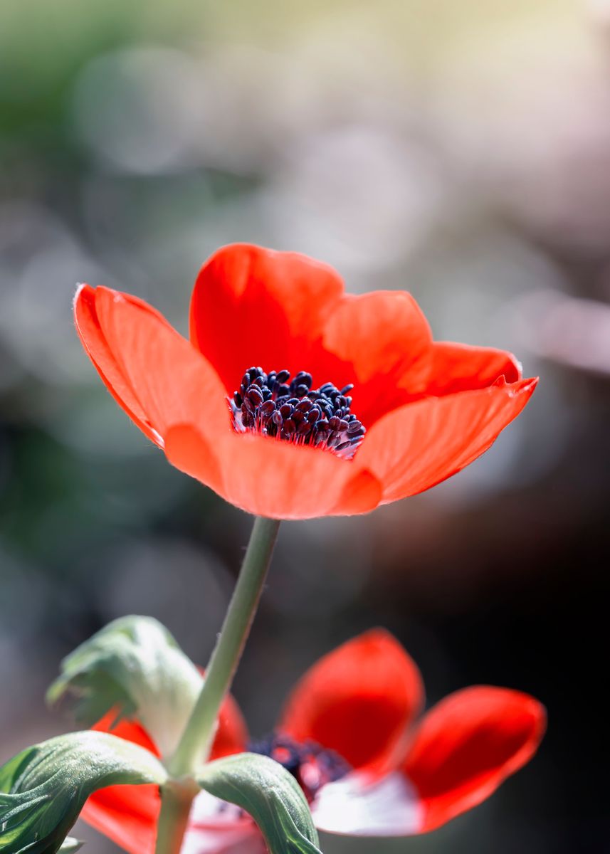 'Blooming red anemones' Poster by anettastar | Displate