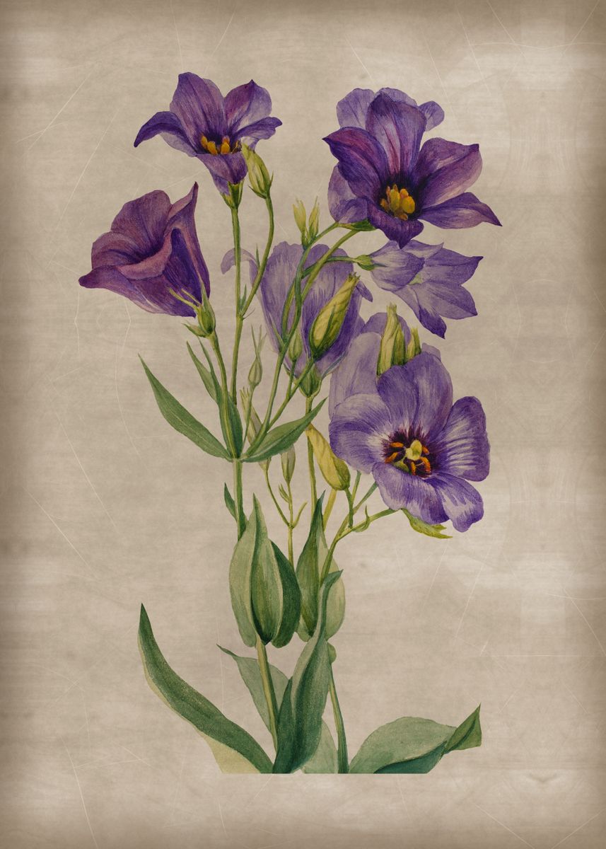 'Eustoma russelianum' Poster, picture, metal print, paint by XandYart ...