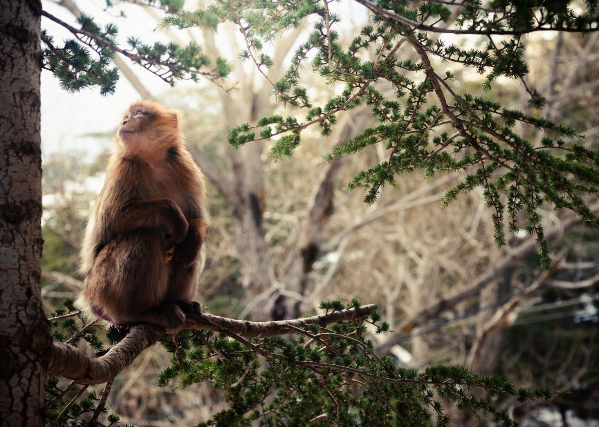 'Monkey Dreams' Poster by MOAZ | Displate