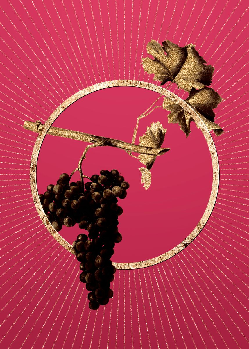 'Dolcetto Grapes on Magenta' Poster, picture, metal print, paint by ...