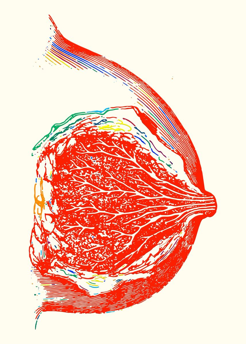 'Breast Anatomy' Poster, picture, metal print, paint by Dutton Jerrell | Displate