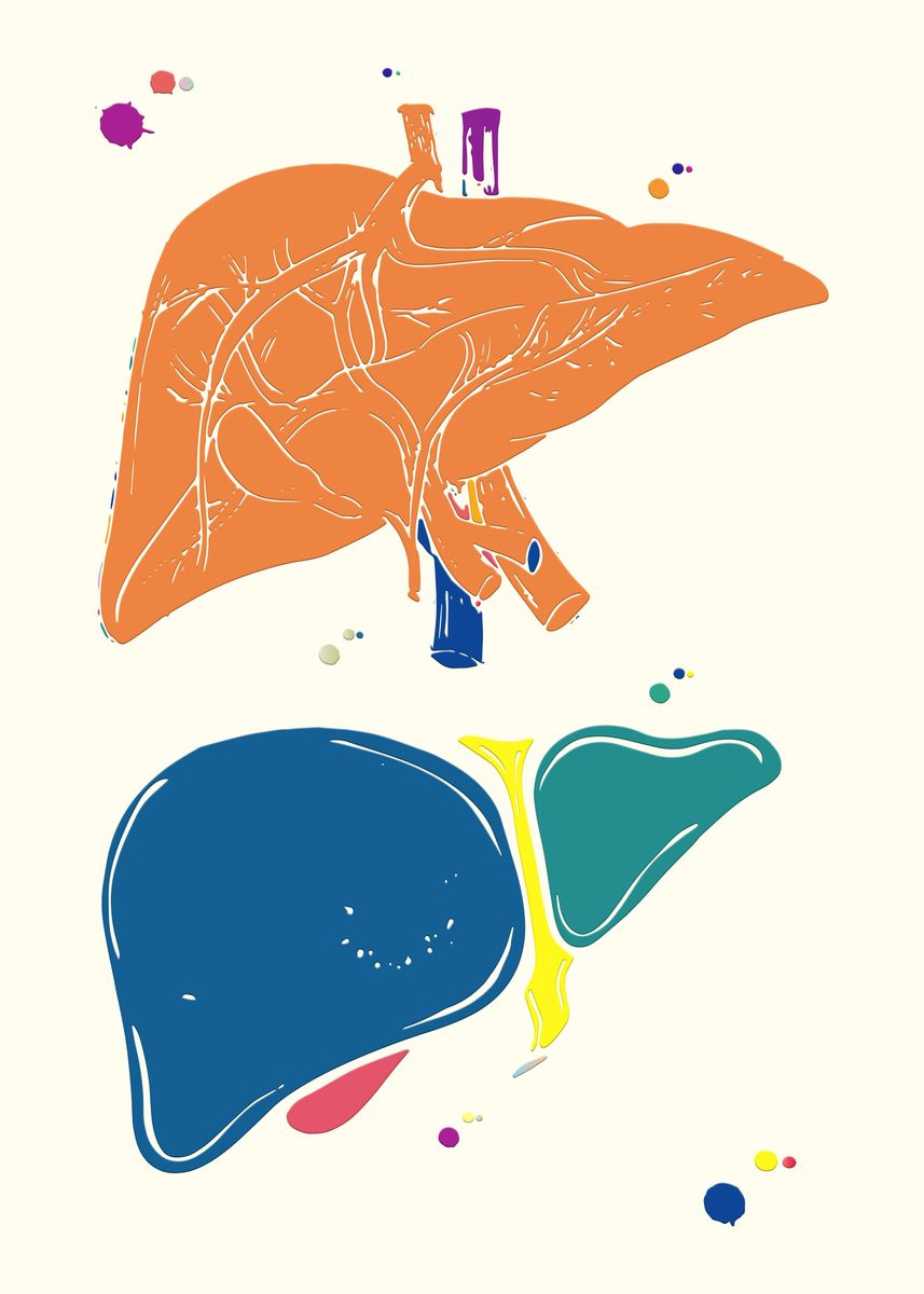 'Anatomical Liver' Poster, picture, metal print, paint by Dutton Jerrell | Displate