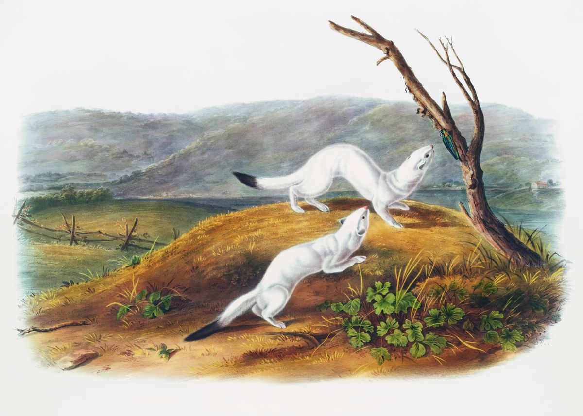 'Little Nimble Weasel' Poster by Mango Art | Displate