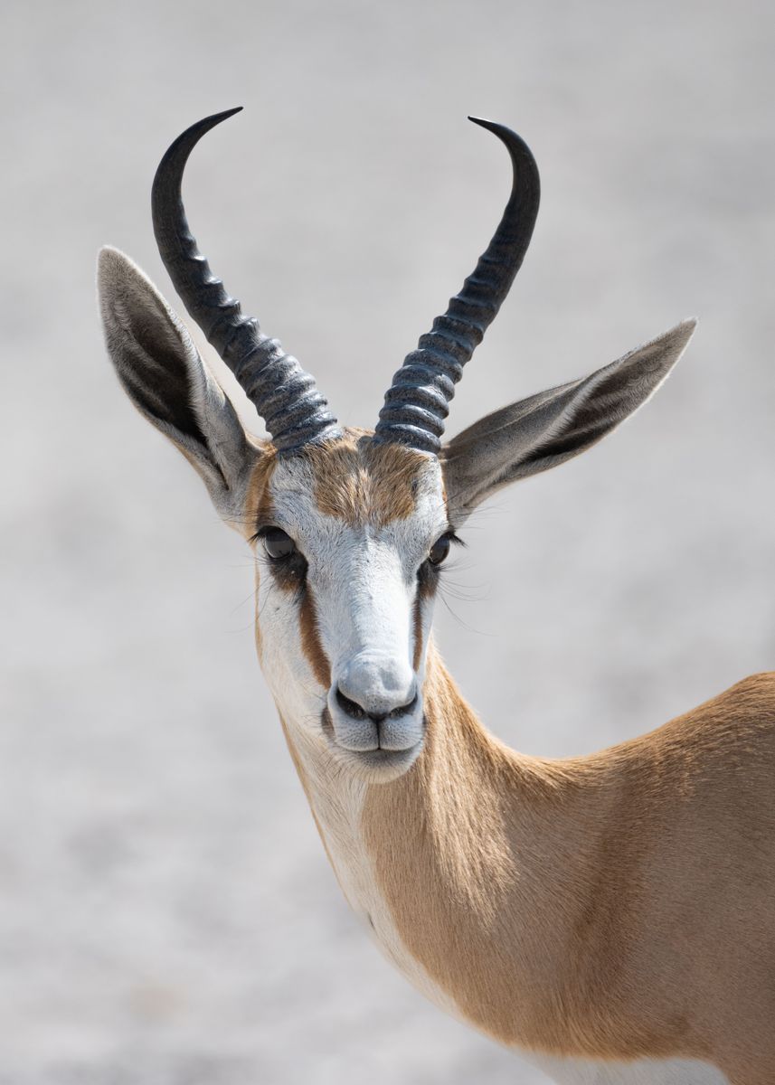 'Springbok portrait' Poster, picture, metal print, paint by Félix ...