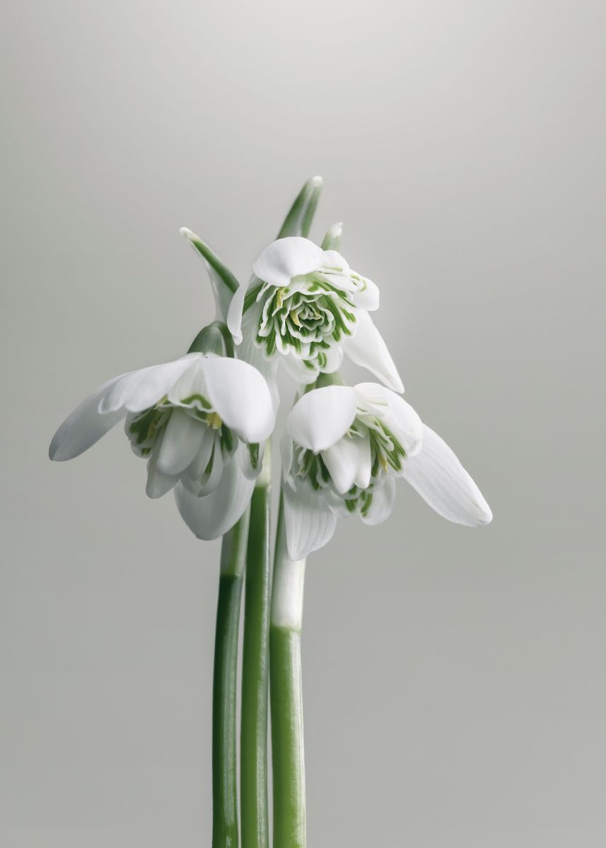 'White snowdrops flowers' Poster, picture, metal print, paint by ...