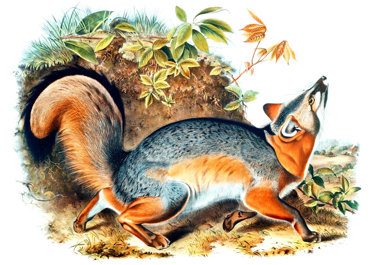 'Grey Fox ' Poster by Mango Art | Displate