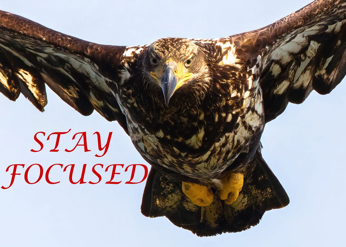 'Stay Focused Bald Eagle' Poster by Joe OConnell | Displate