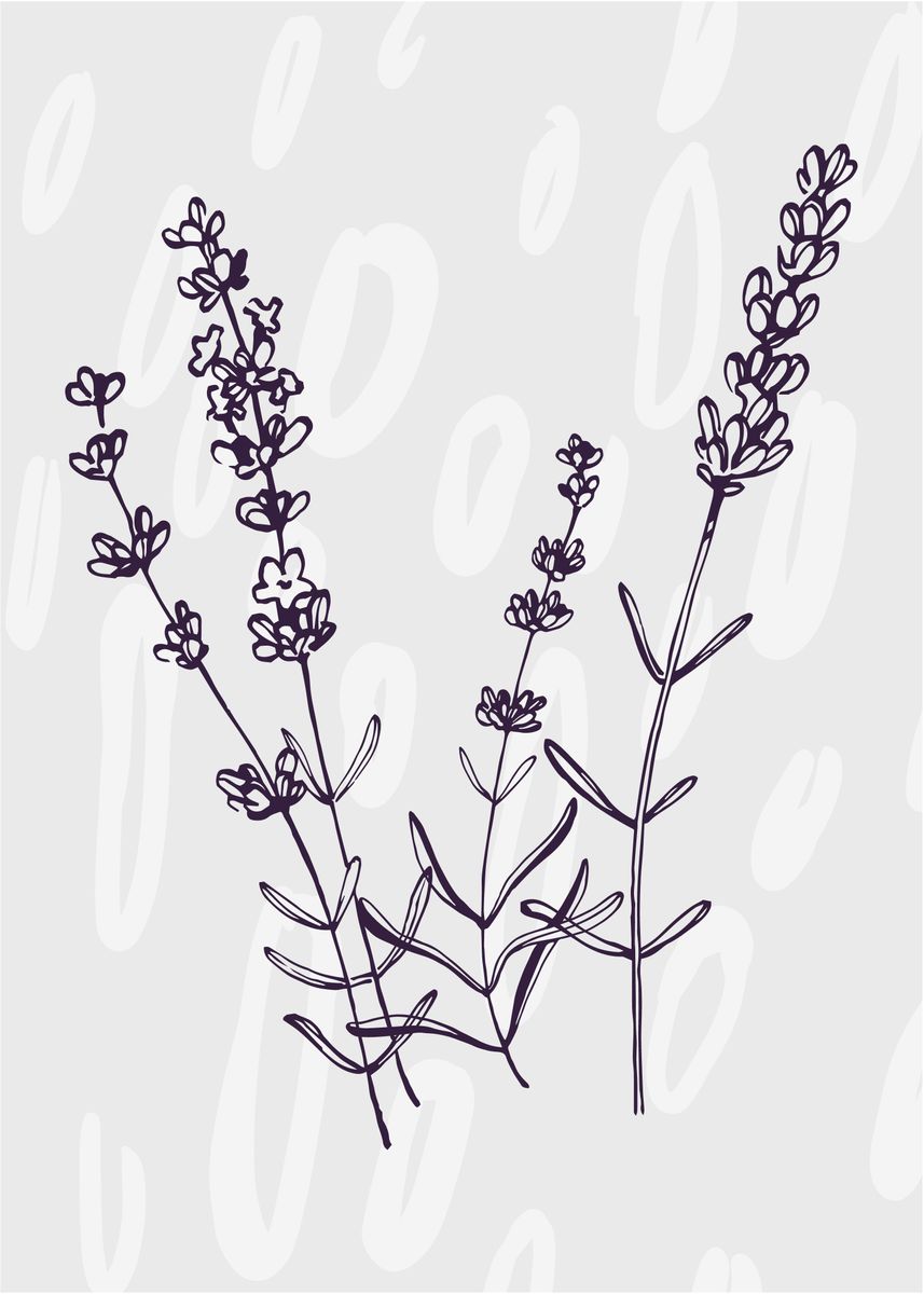 'Lavender ' Poster, picture, metal print, paint by Samira Yanushkova ...