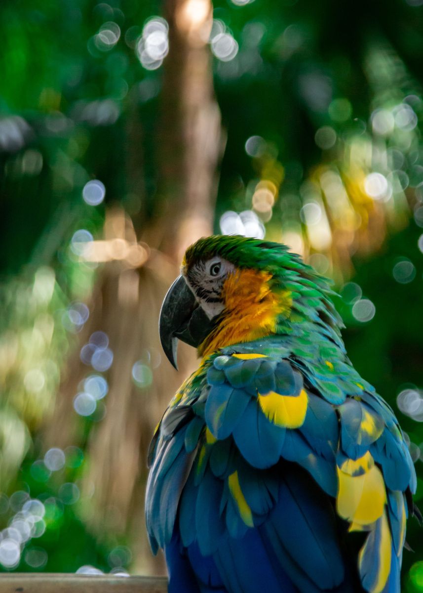 'Parrot x ' Poster, picture, metal print, paint by Ugo Barriere | Displate