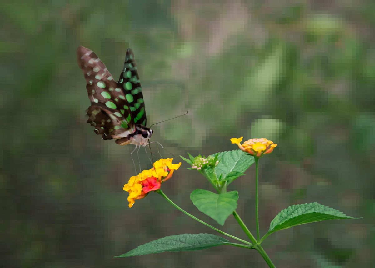 'Green Spotted Butterfly' Poster by HanPing Tseng | Displate